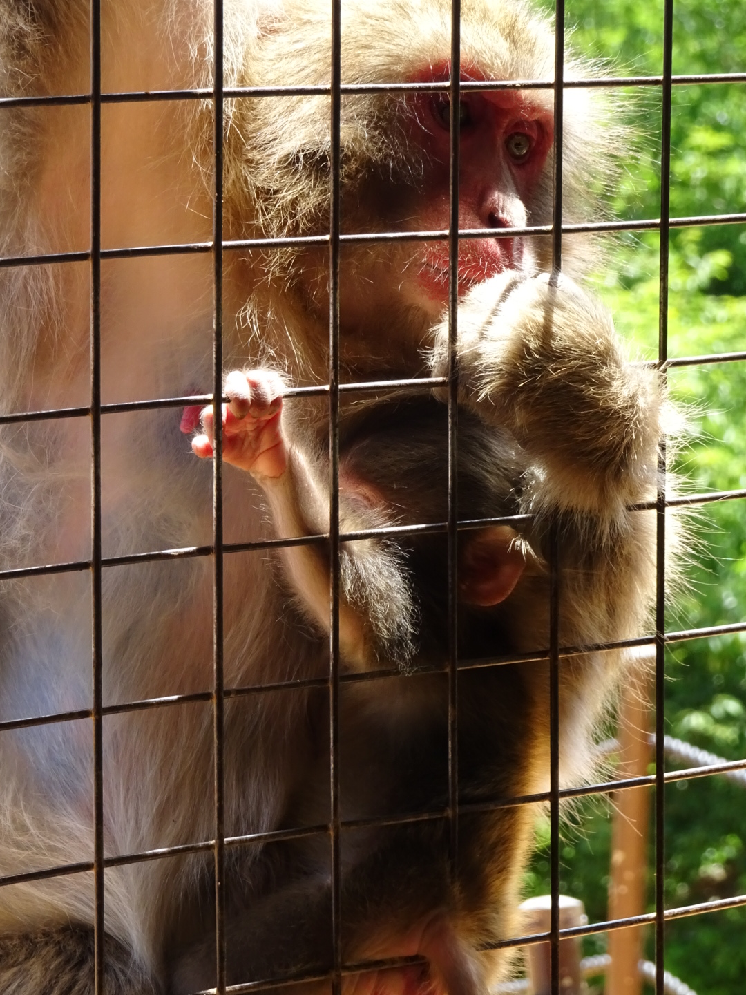 Bamboo Monkey Tofu Fun Time – Elias Rambles