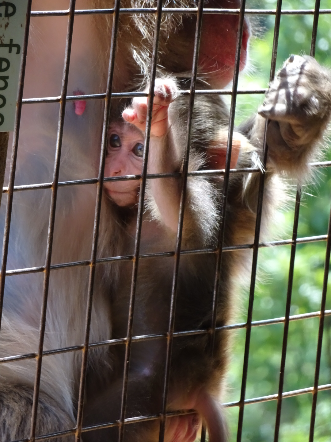 Bamboo Monkey Tofu Fun Time – Elias Rambles